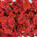 Red Roses Fabric Artificial Arch Flower Wall for Wedding – ubackdrop